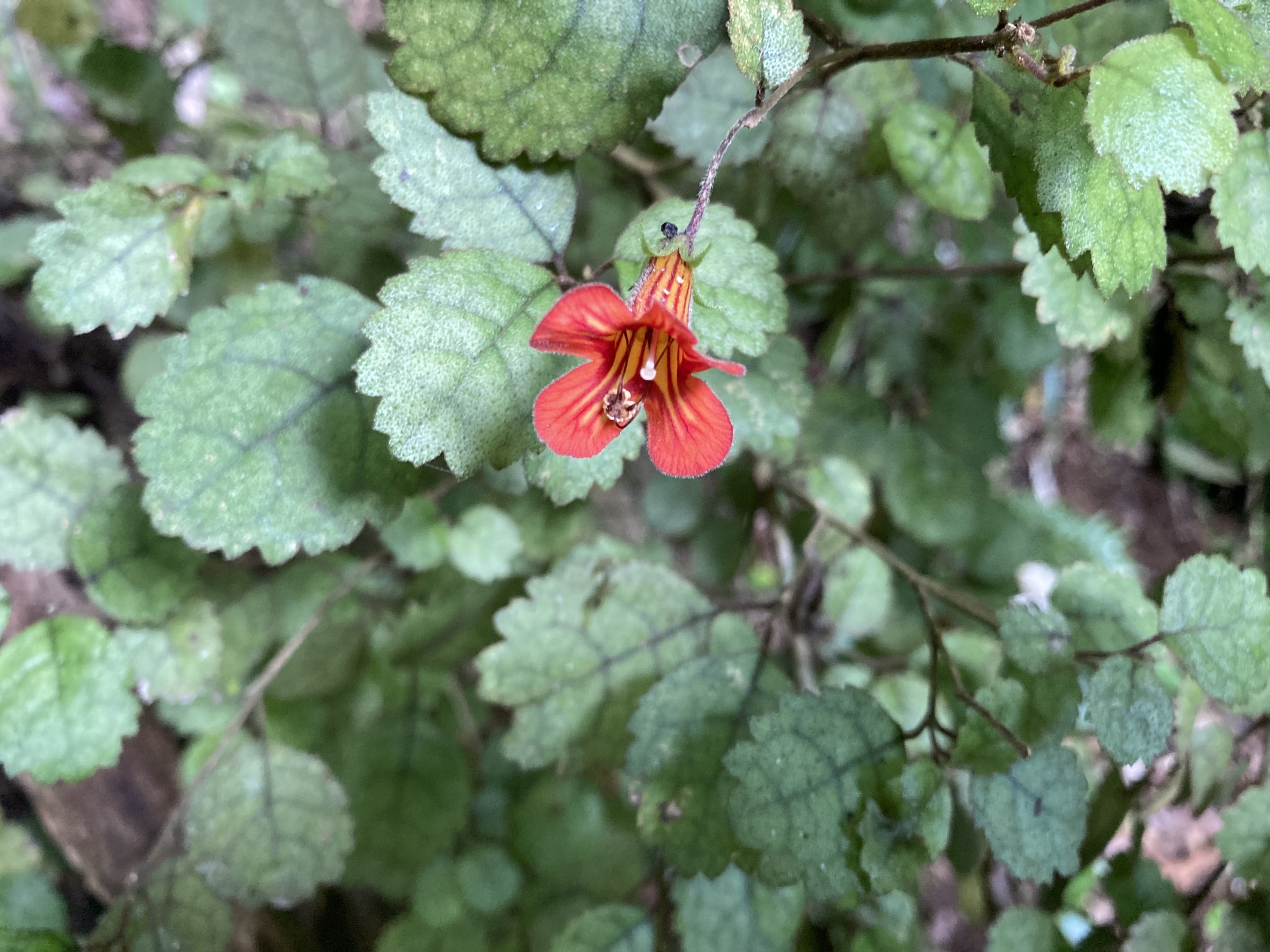 Gesneriaceae