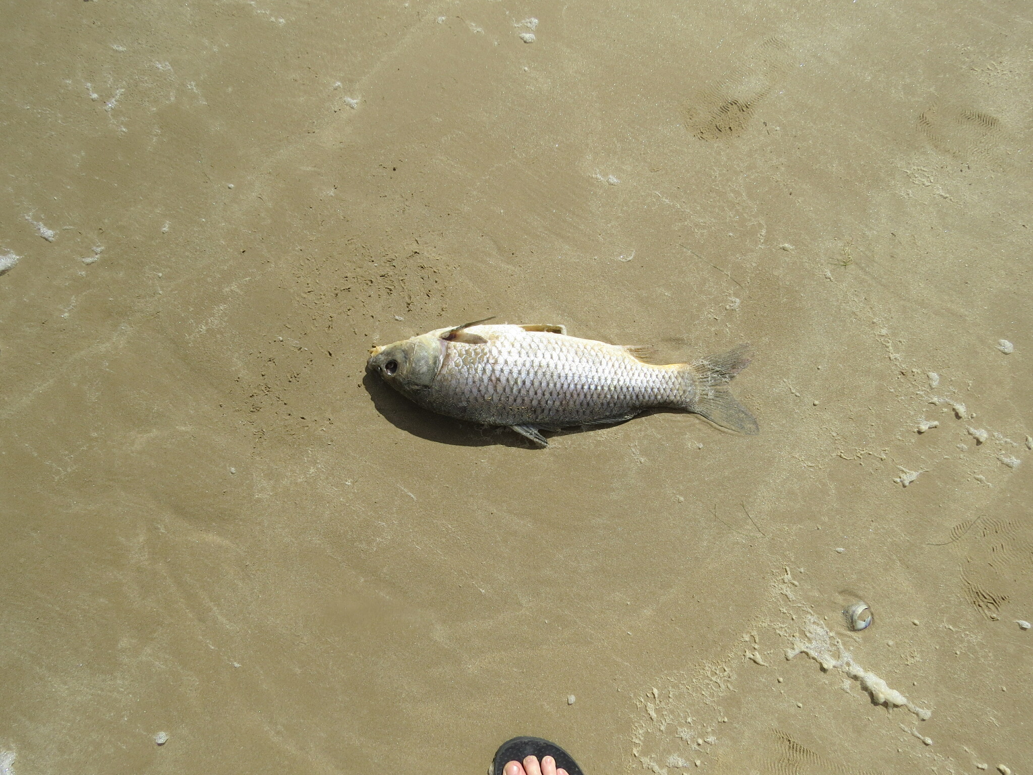 Cypriniformes