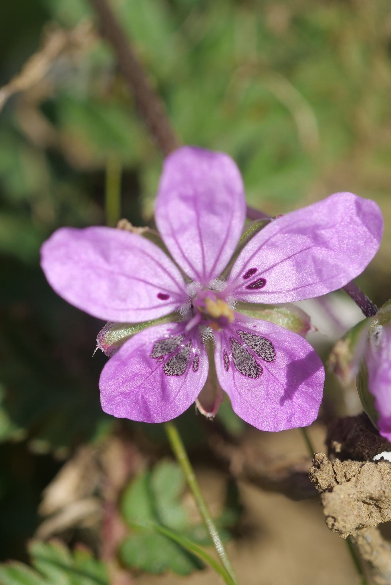 Erodium cicutarium (L.) L'Hér.
