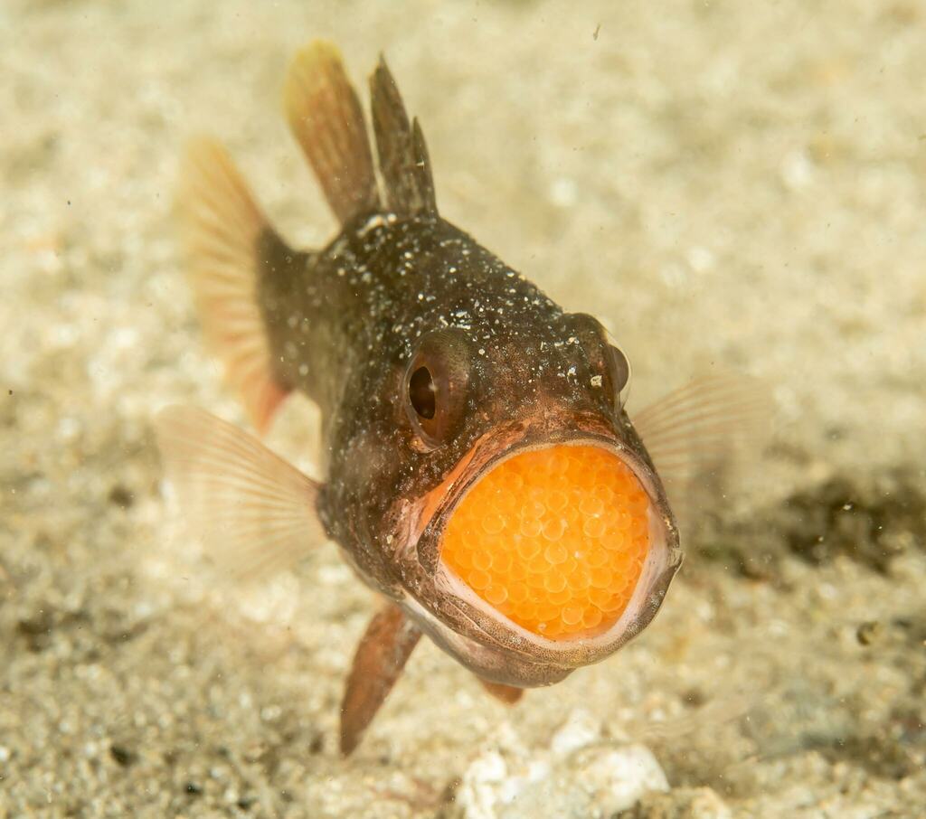 Eastern Gobbleguts from Sydney NSW, Australia on January 1, 2023 at 10: ...