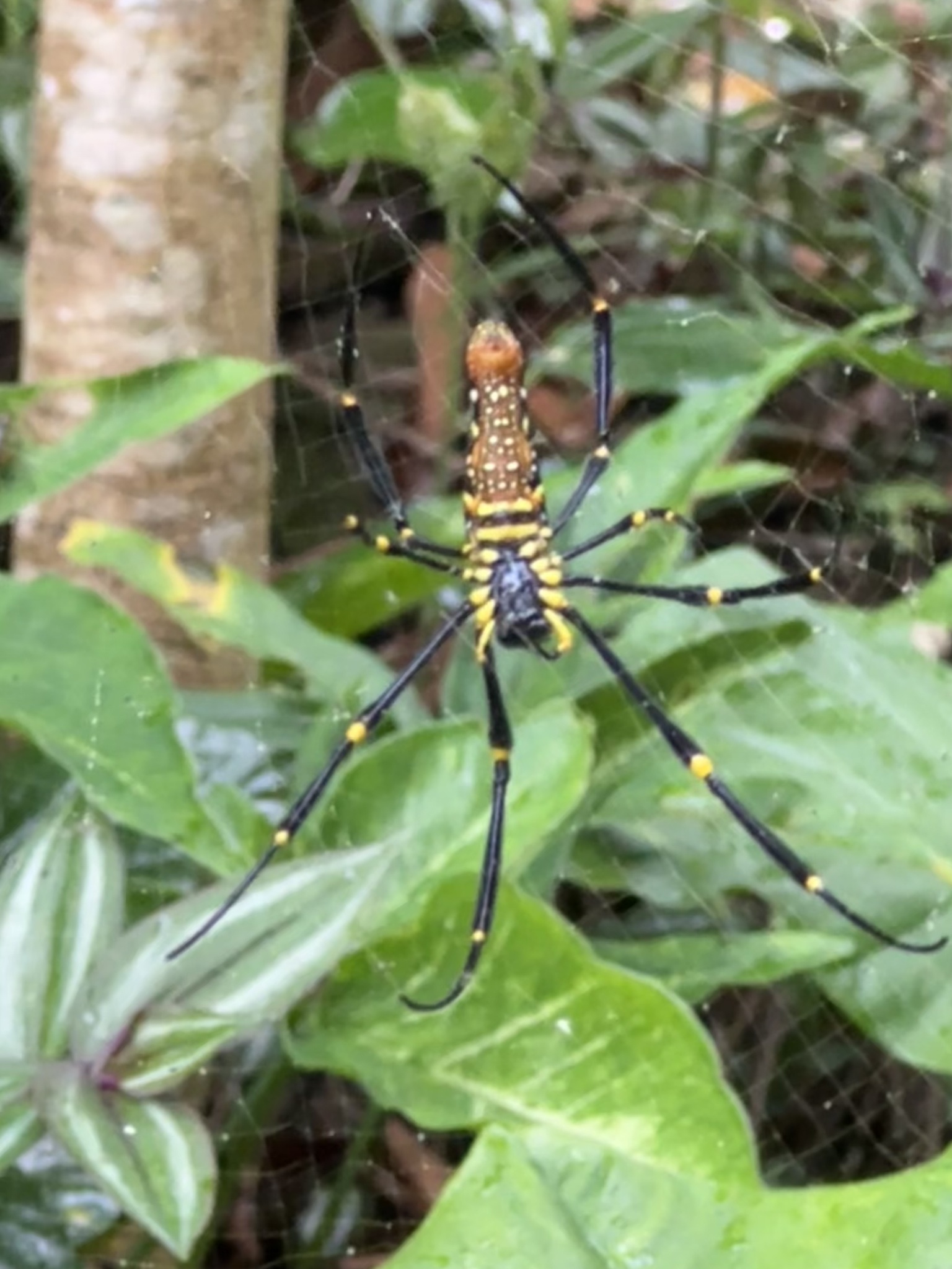 Nephila pilipes (Fabricius, 1793)