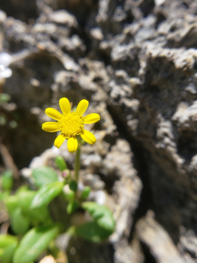 Shore Groundsel from Castlepoint 5889, New Zealand on December 28, 2022 ...