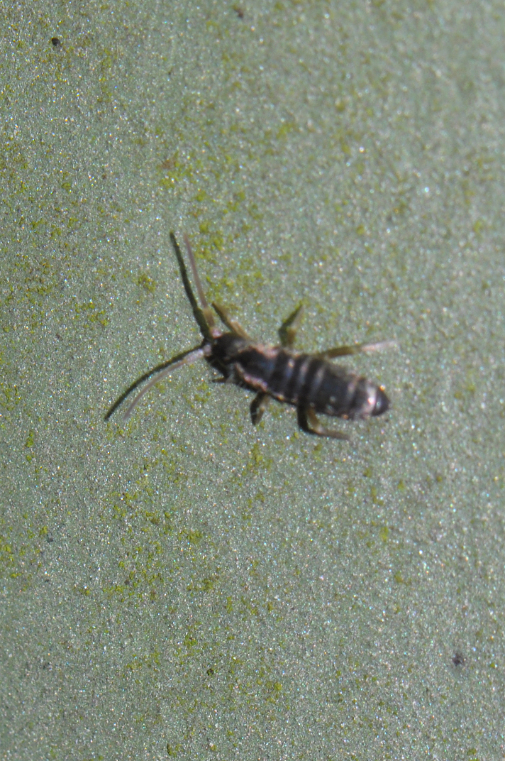 Collembola