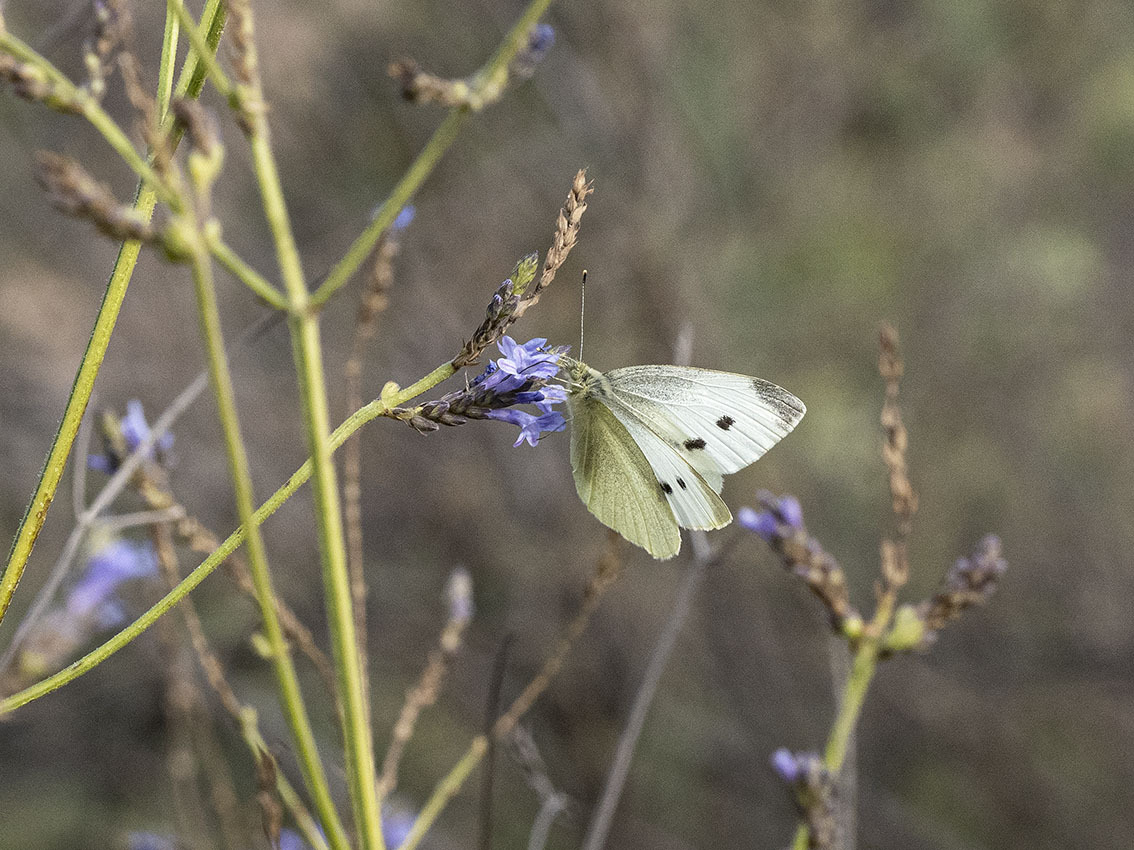 Pieris rapae (Linnaeus, 1758)