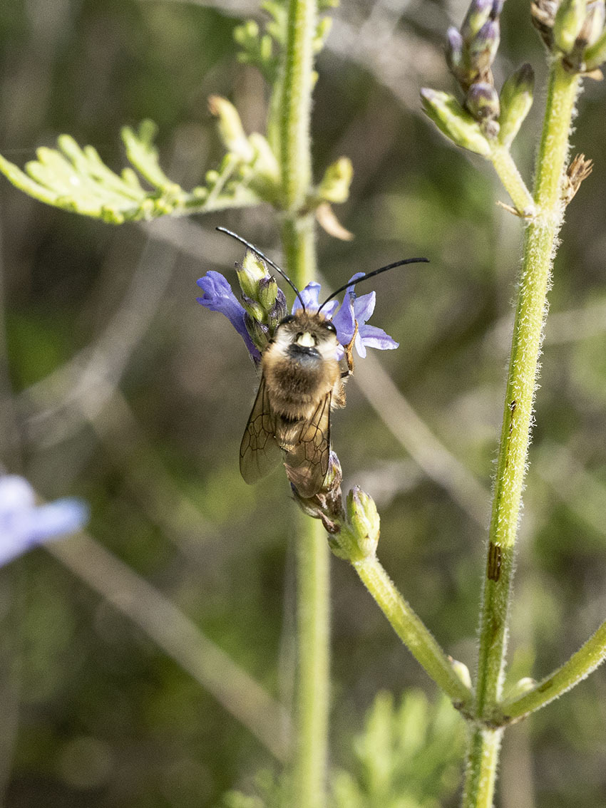 Eucera Scopoli, 1770