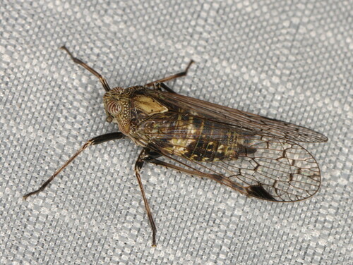 Genus Paranagnia · iNaturalist