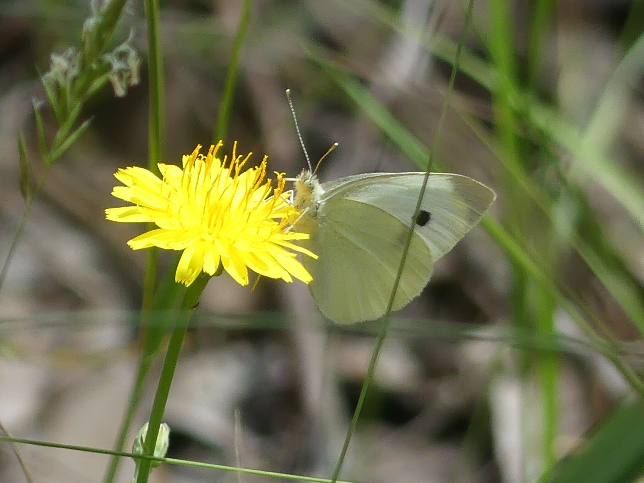 Pieris rapae (Linnaeus, 1758)