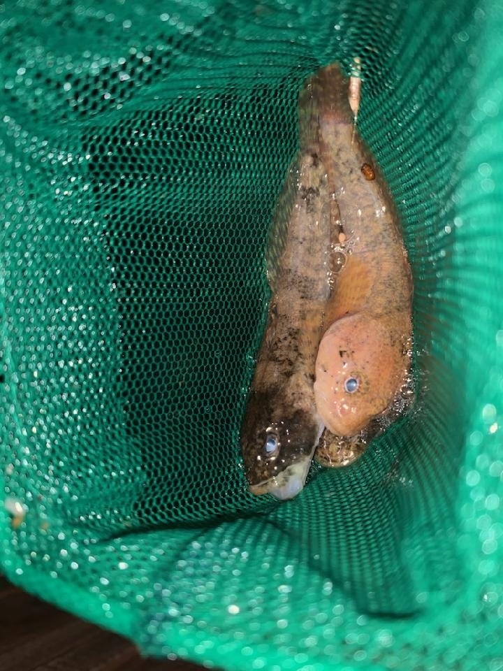 Cottus Linnaeus, 1758