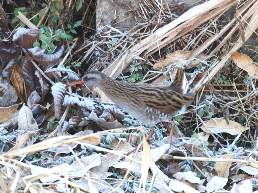 Rallus indicus Blyth, 1849