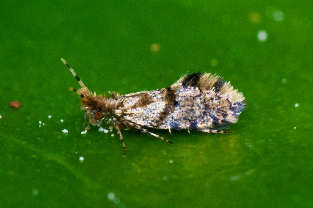Sabatinca demissa from Parahaki, Whangārei, Nouvelle-Zélande on ...