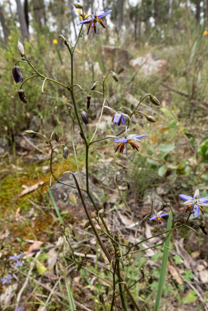 Blueberry Lily from Chewton VIC 3451, Australia on November 15, 2022 at ...