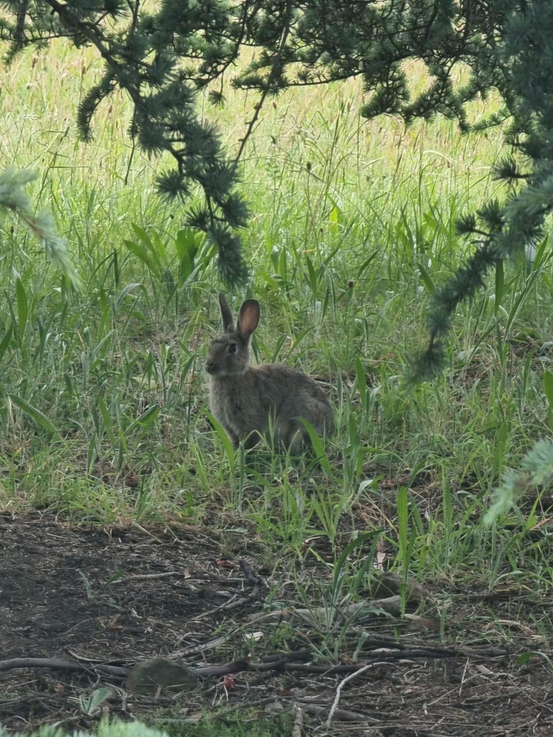Oryctolagus Cuniculus 2 Por