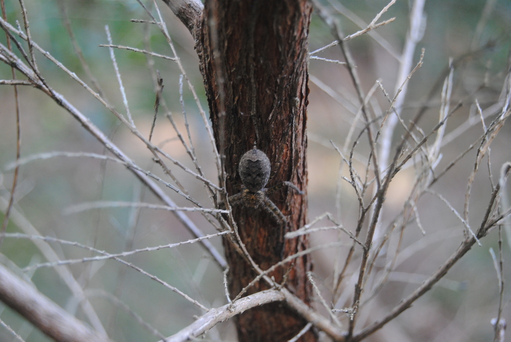 Brown Huntsman Spider in January 2023 by Eve · iNaturalist