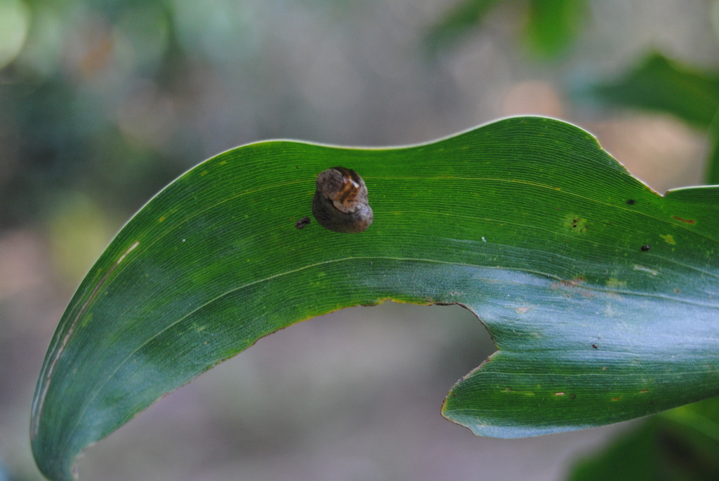 Iridescent Semi-Slug in January 2023 by Eve · iNaturalist