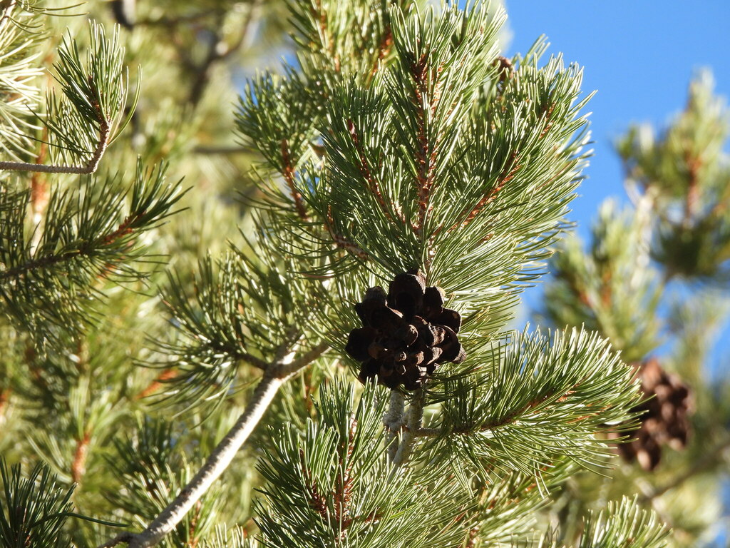 Mexican pinyon from Brewster County, TX, USA on December 31, 2022 at 10 ...