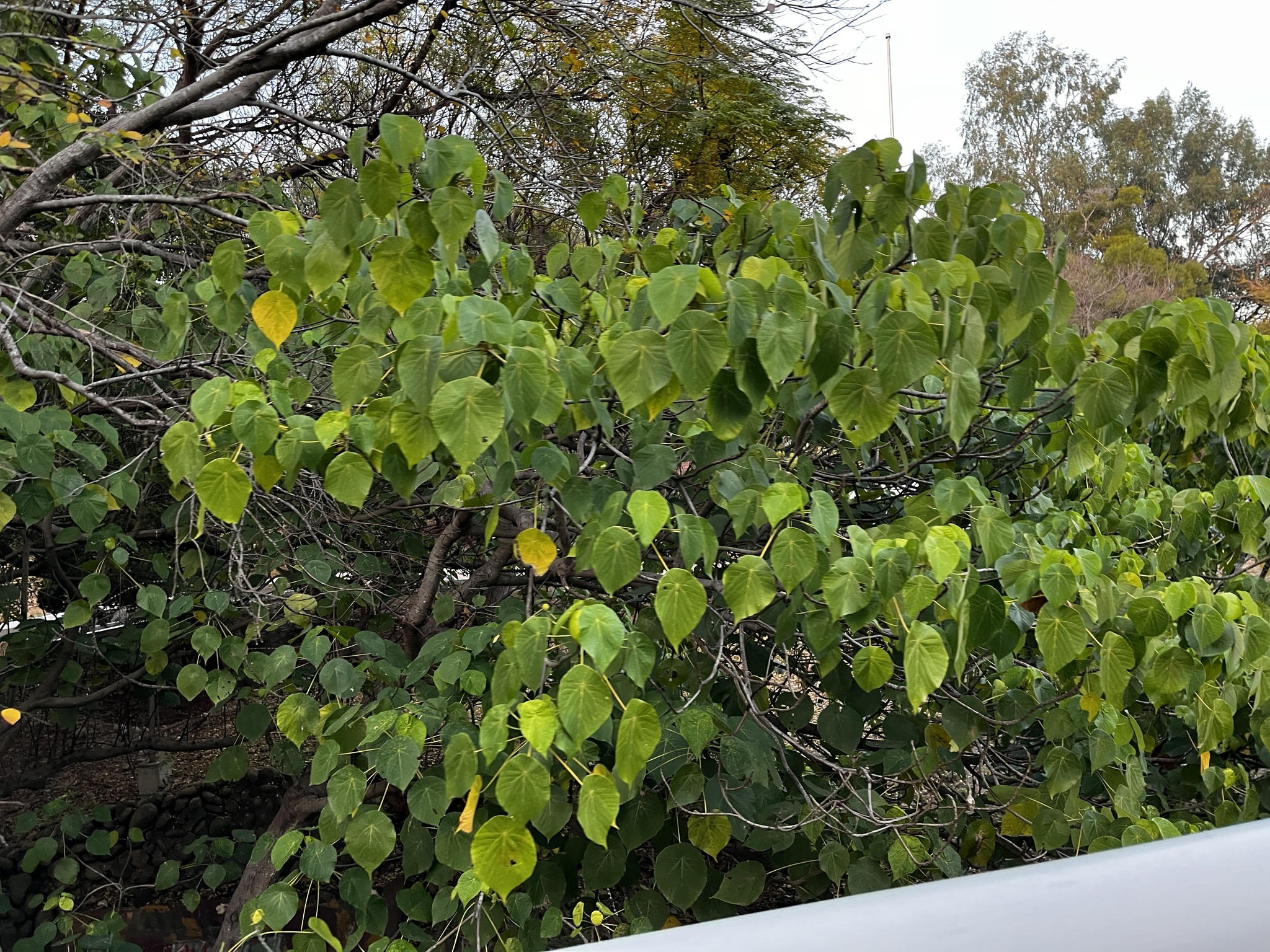 Macaranga tanarius (L.) Müll.Arg.