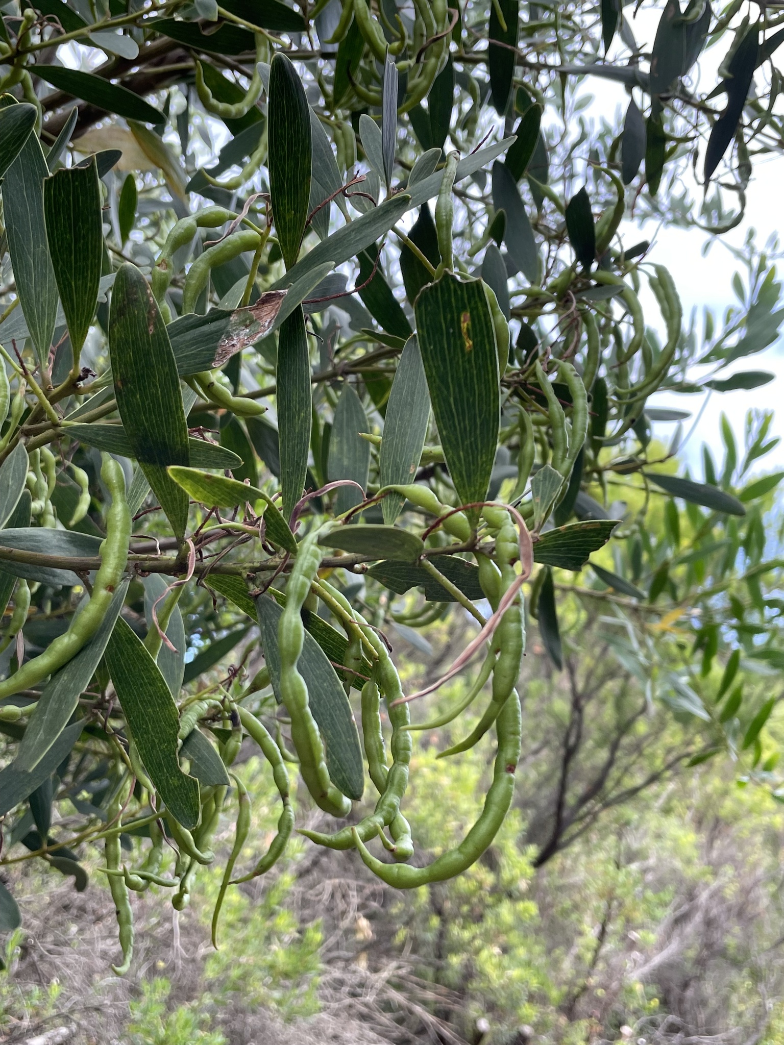 Acacia longifolia (Andrews) Willd.