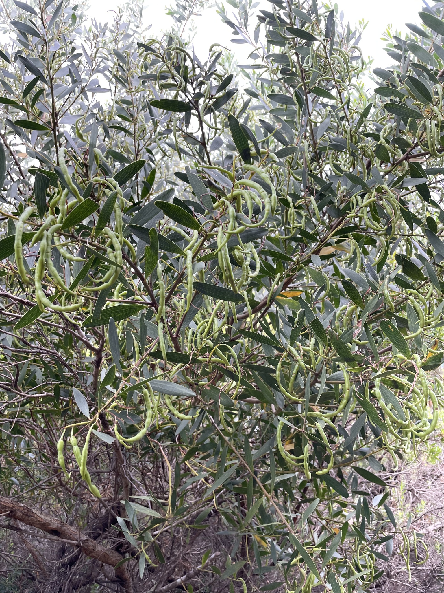 Acacia longifolia (Andrews) Willd.