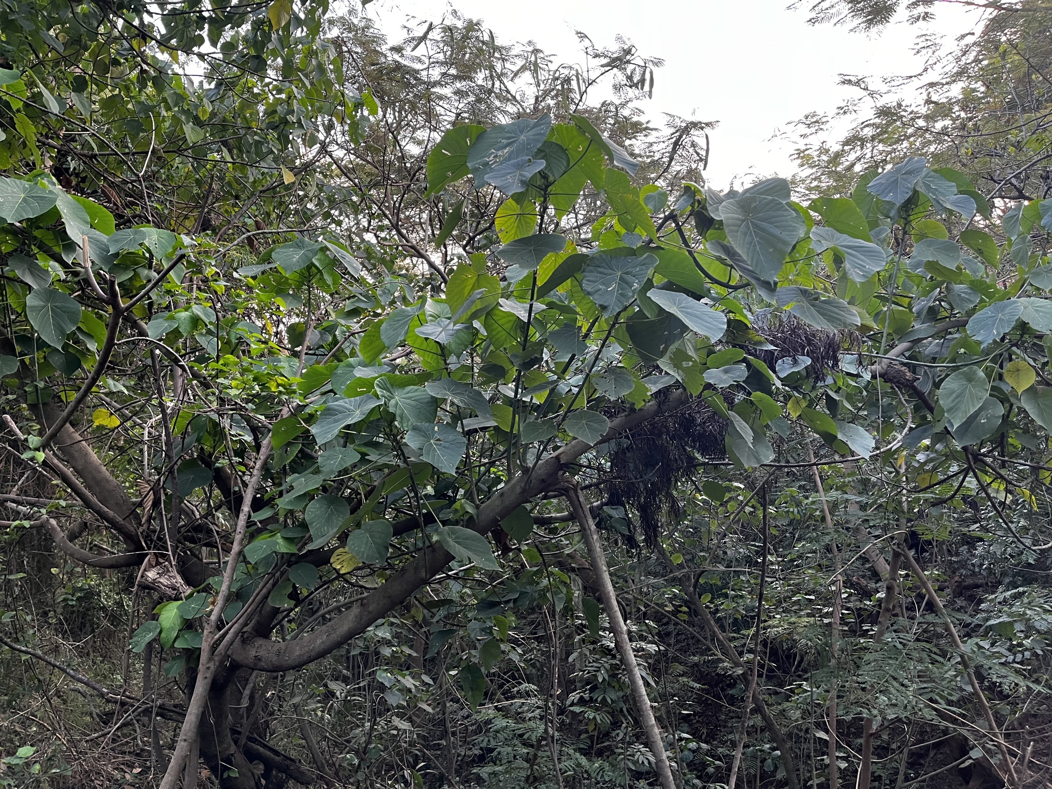 Macaranga tanarius (L.) Müll.Arg.