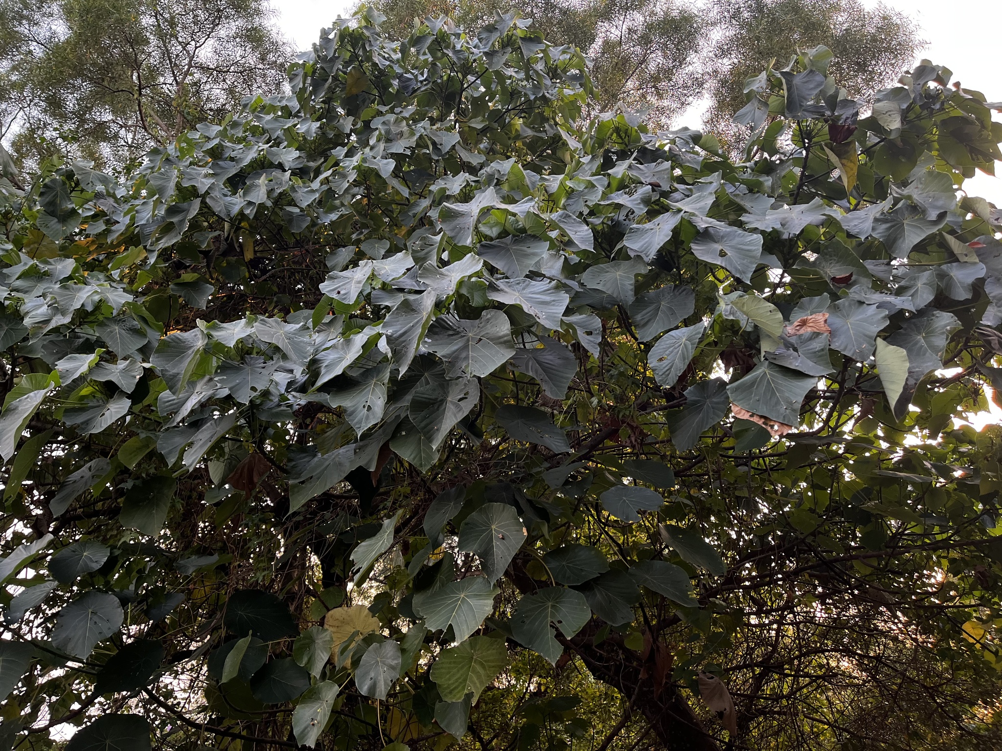 Macaranga tanarius (L.) Müll.Arg.