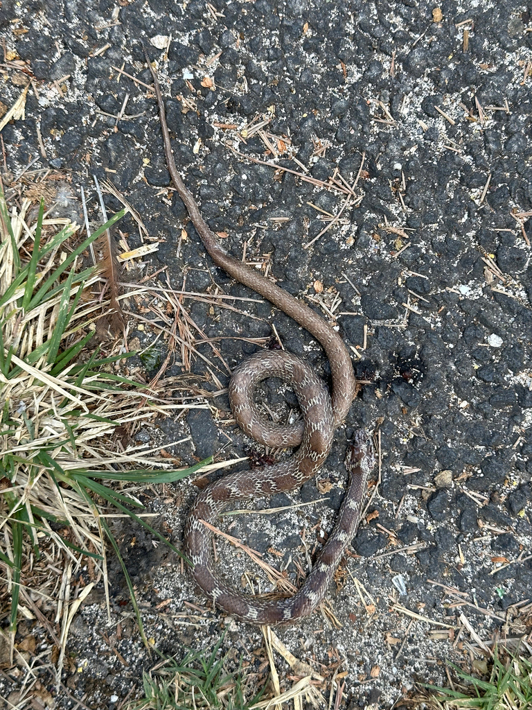 Indian Wolf Snake from Grand Port, Mauritius on December 5, 2022 at 12: ...