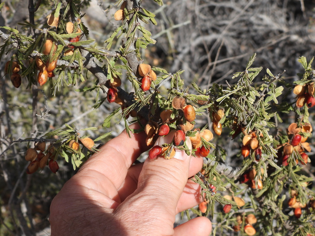 Texas lignum-vitae from Brewster County, TX, USA on December 31, 2022 ...