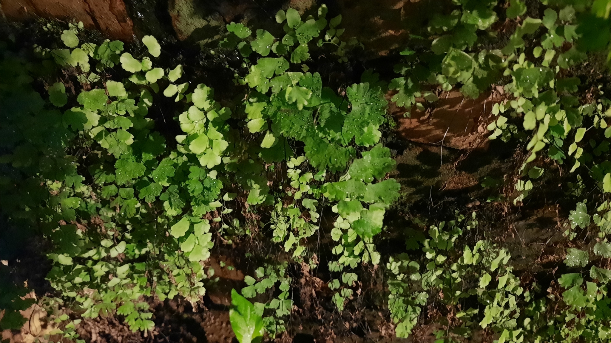 Adiantum L.