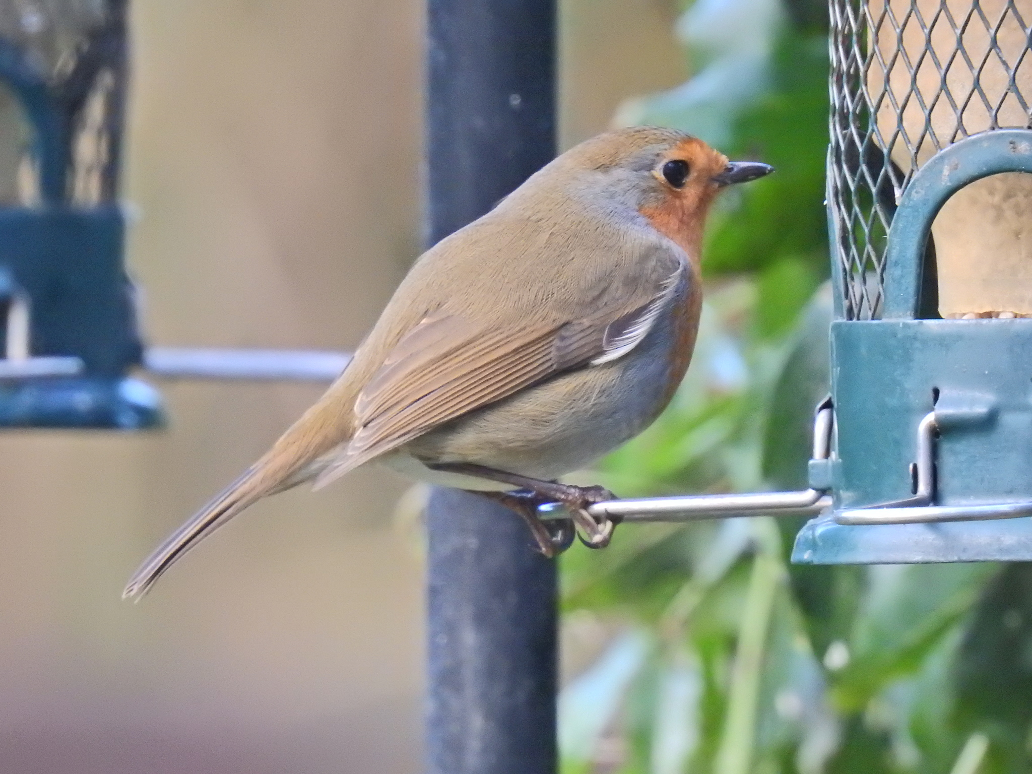 Erithacus Cuvier, 1800