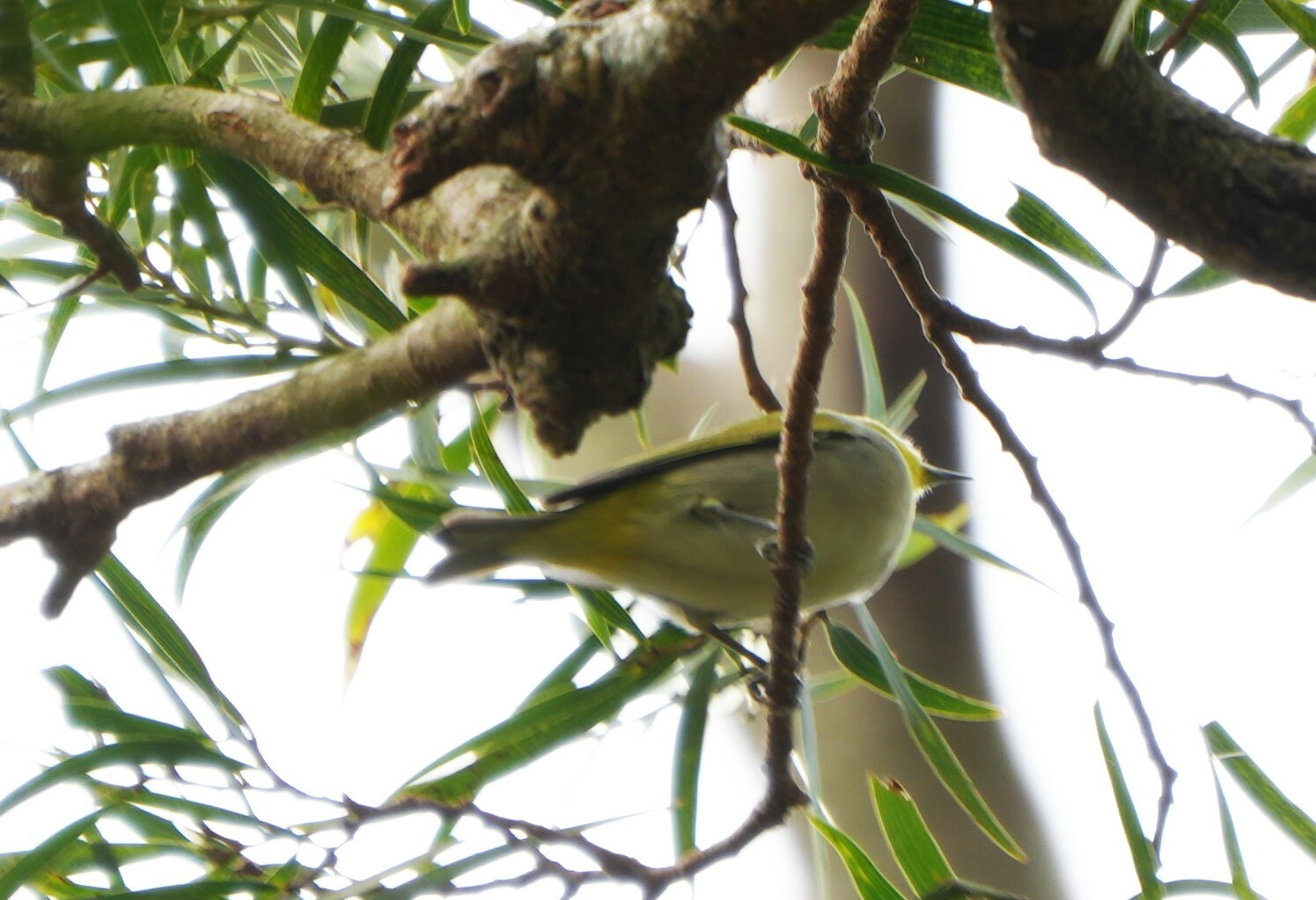 Zosterops simplex Swinhoe, 1861
