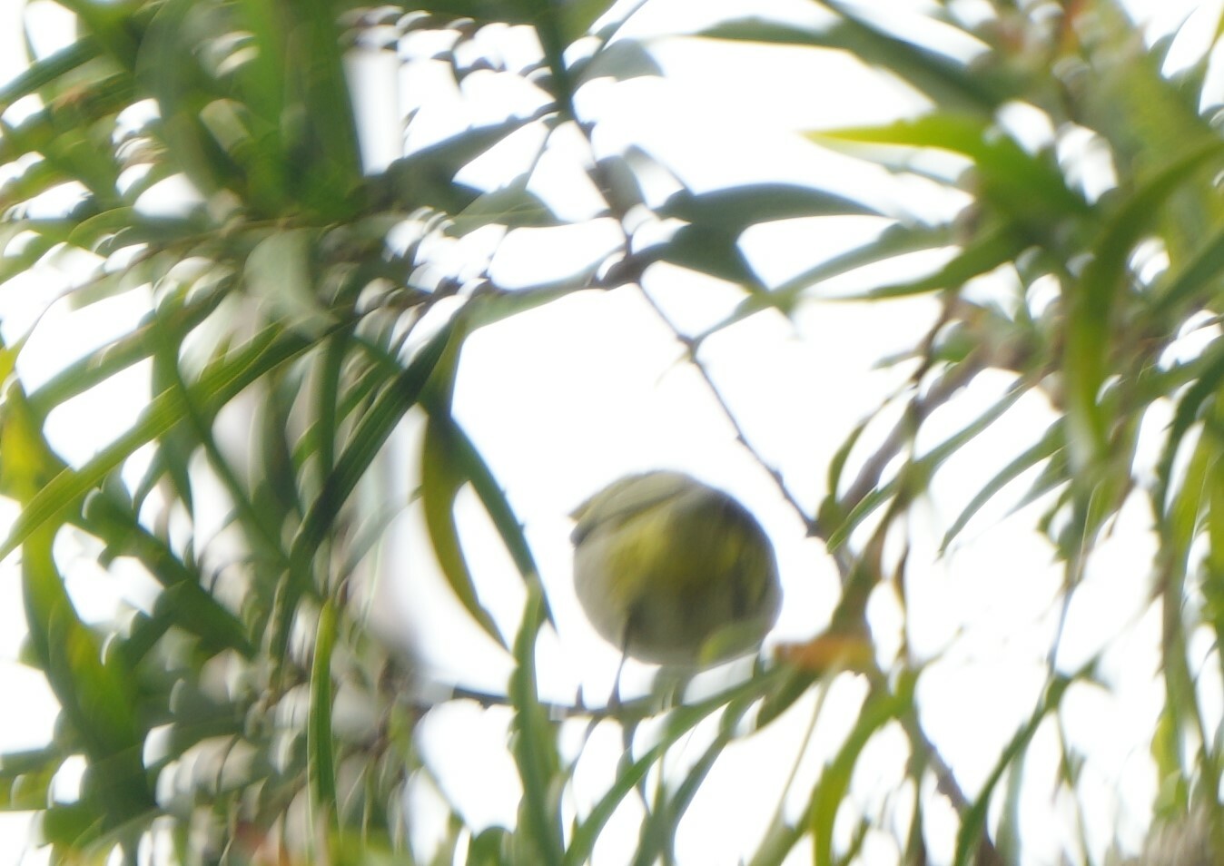 Zosterops simplex Swinhoe, 1861