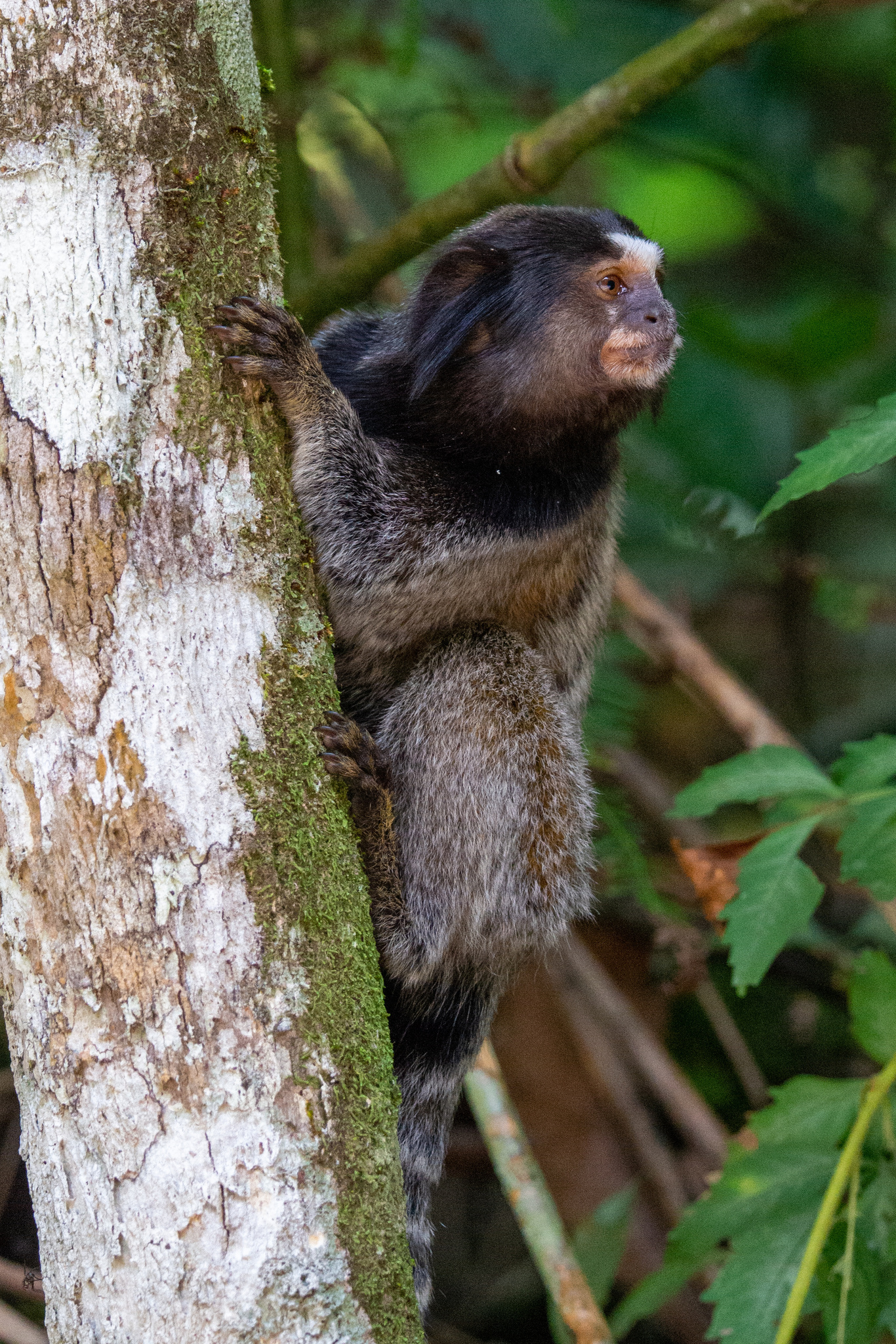 Callithrix Erxleben, 1777