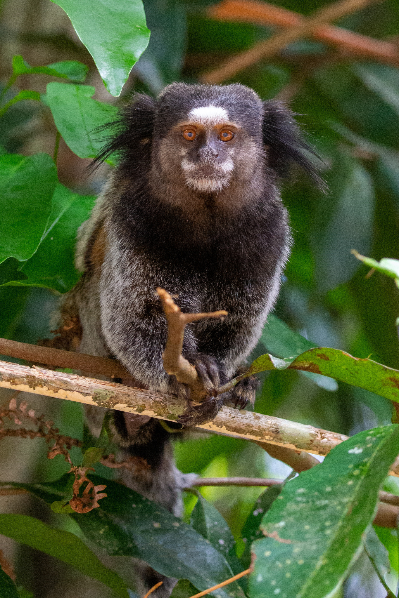 Callithrix Erxleben, 1777