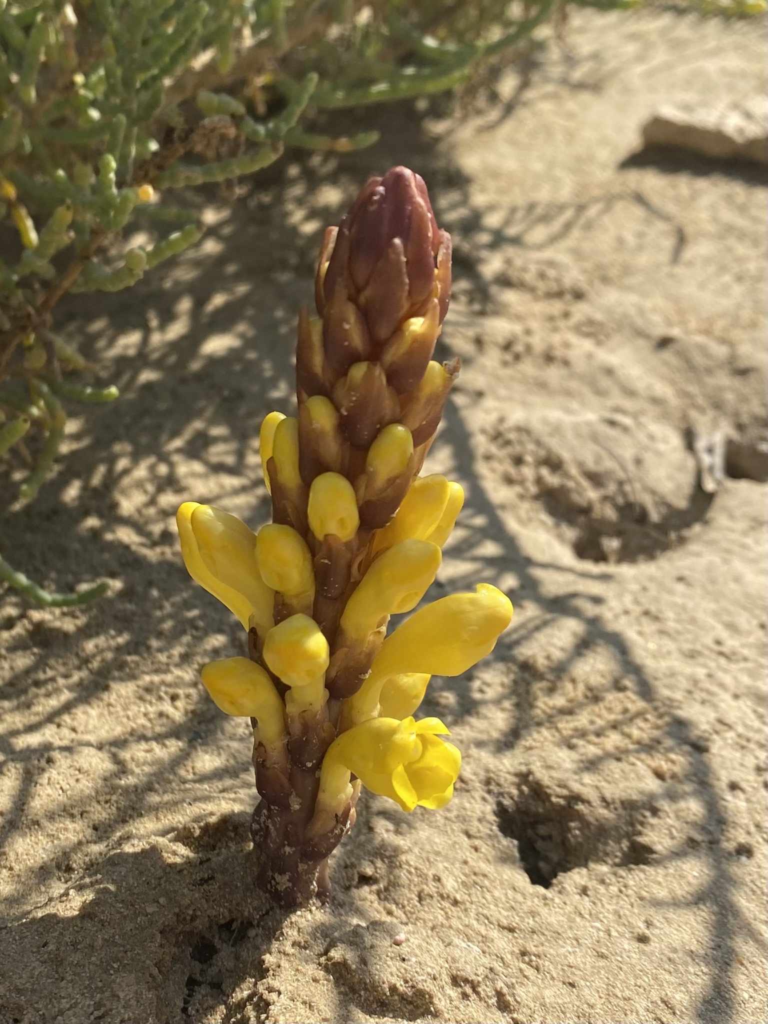 Cistanche tubulosa (Schenk) Wight