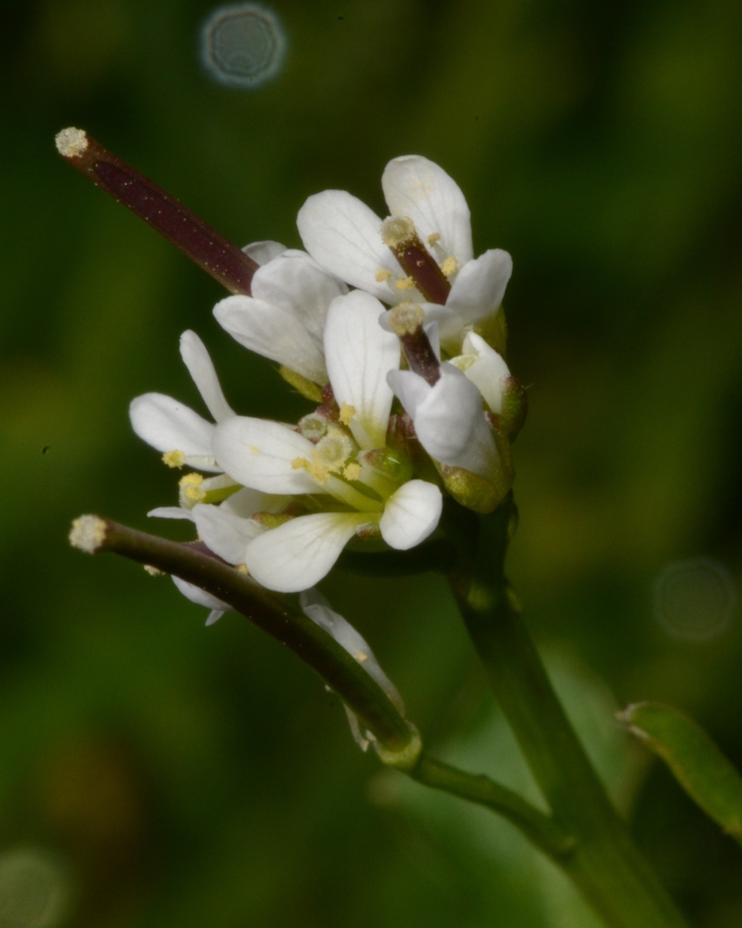 little western bittercress (Fort Funston Field Guide) · iNaturalist