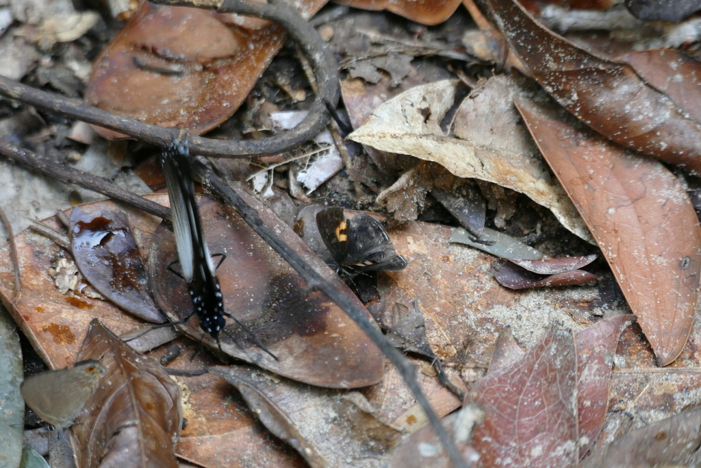 Neurellipes flavomaculatus from Oshwe, Congo-Kinshasa on October 12 ...