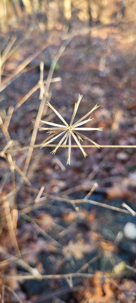 Spanish needles from Annapolis, MD, USA on January 01, 2023 at 09:51 AM ...