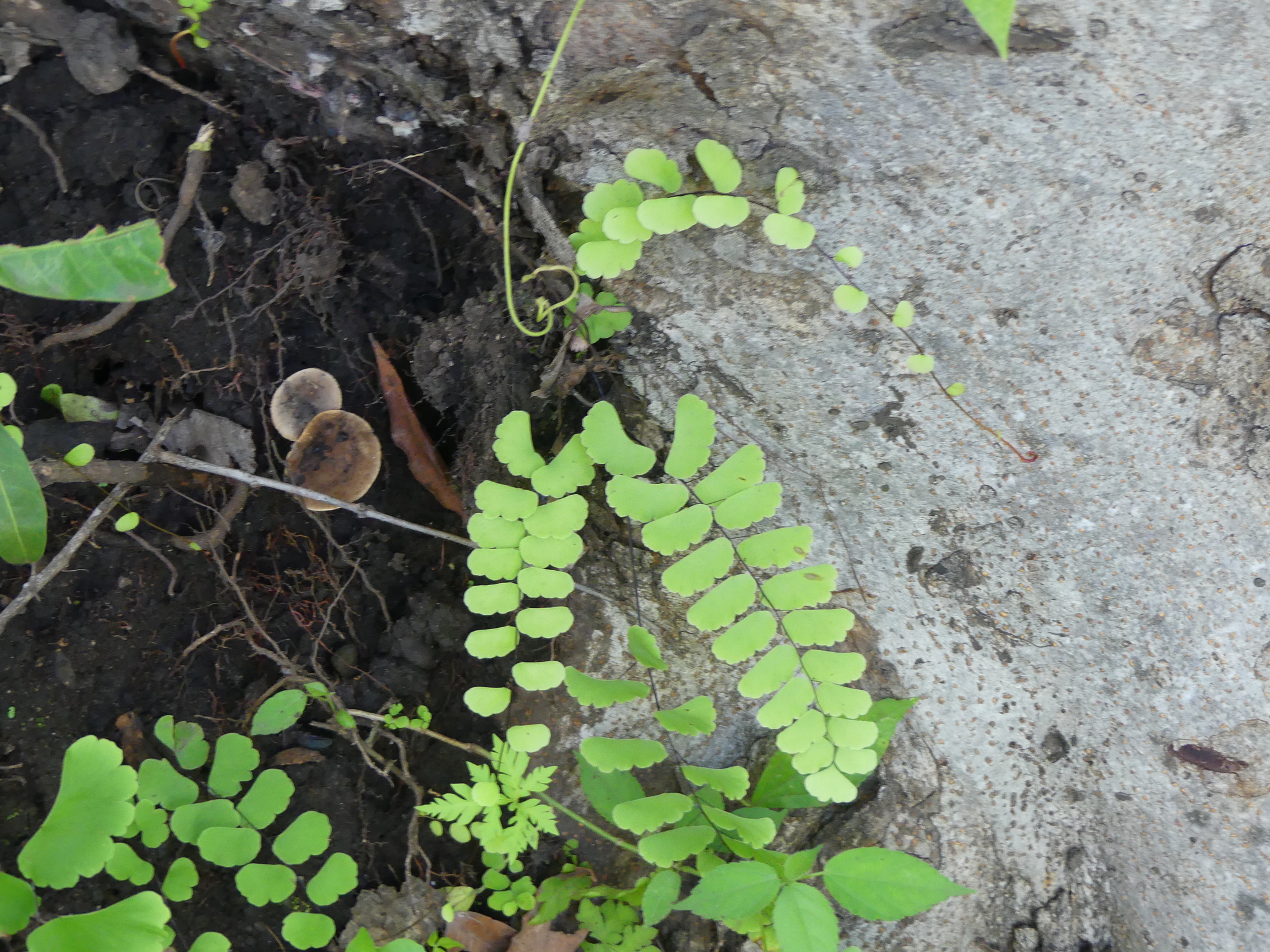 Adiantum L.