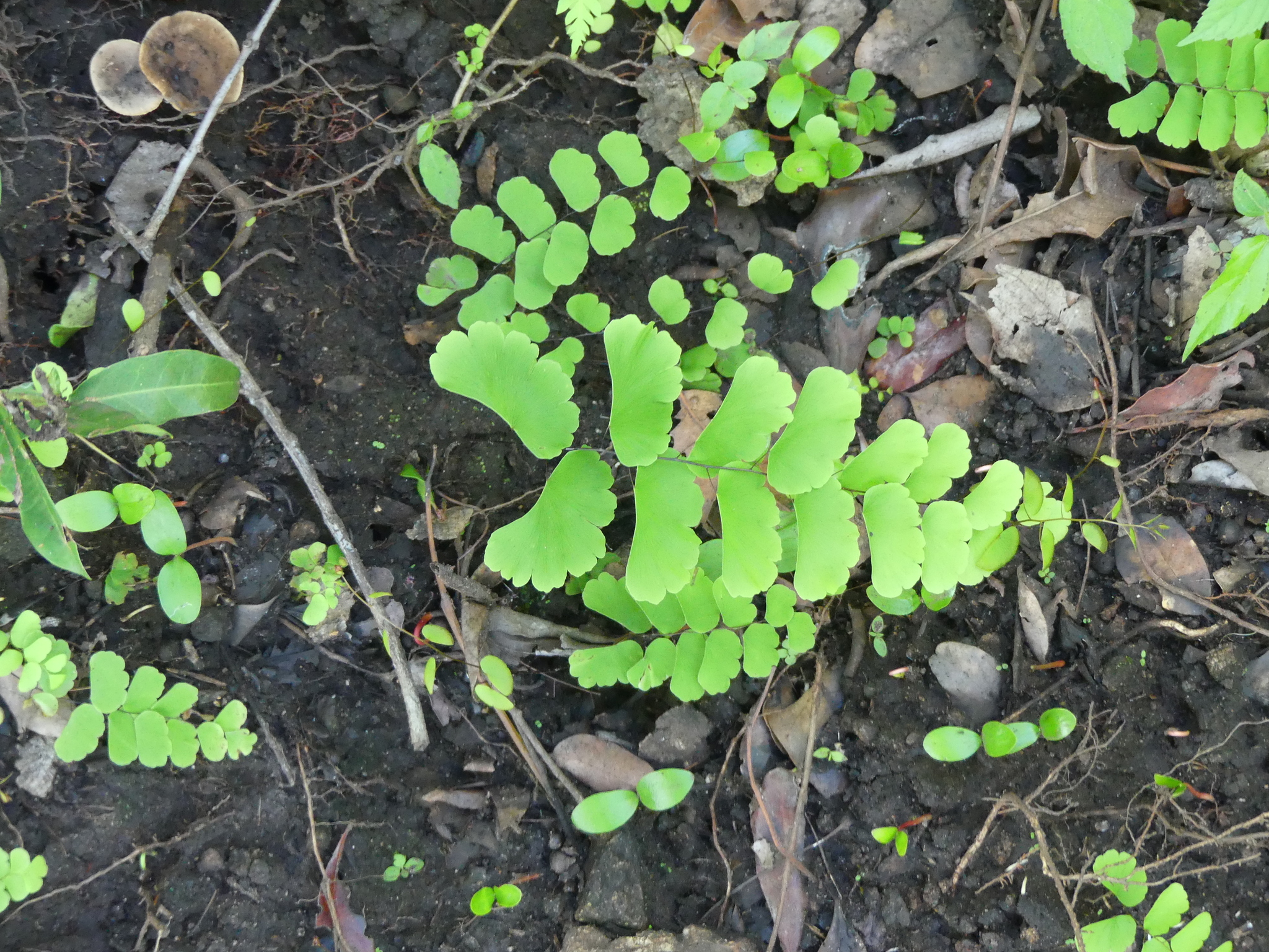 Adiantum L.