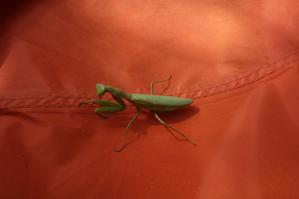 Giant Asian Mantis From On September 24 2019 At 09 40 AM By 