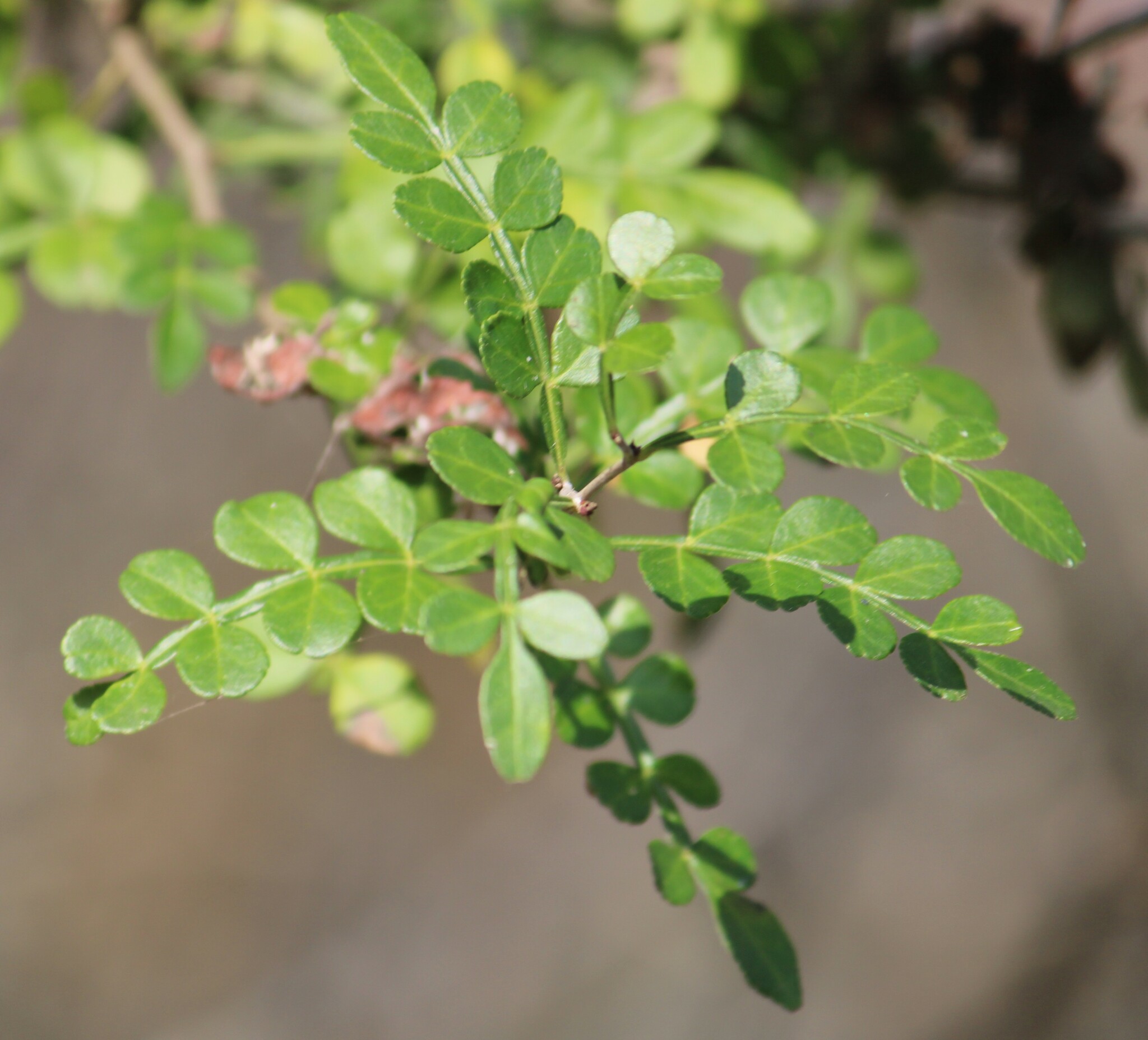 Zanthoxylum L.