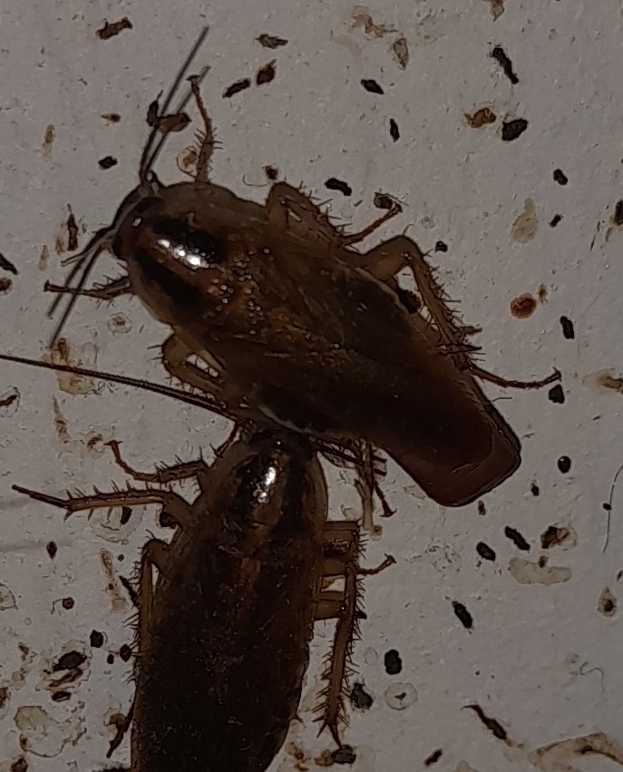 Blattella germanica (Linnaeus, 1767)