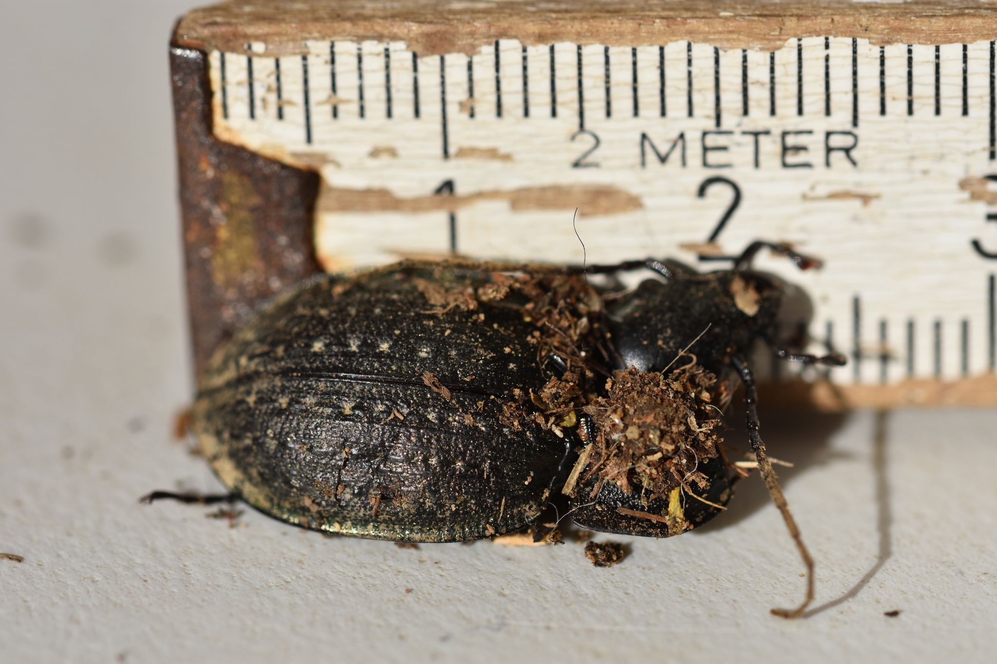Carabidae