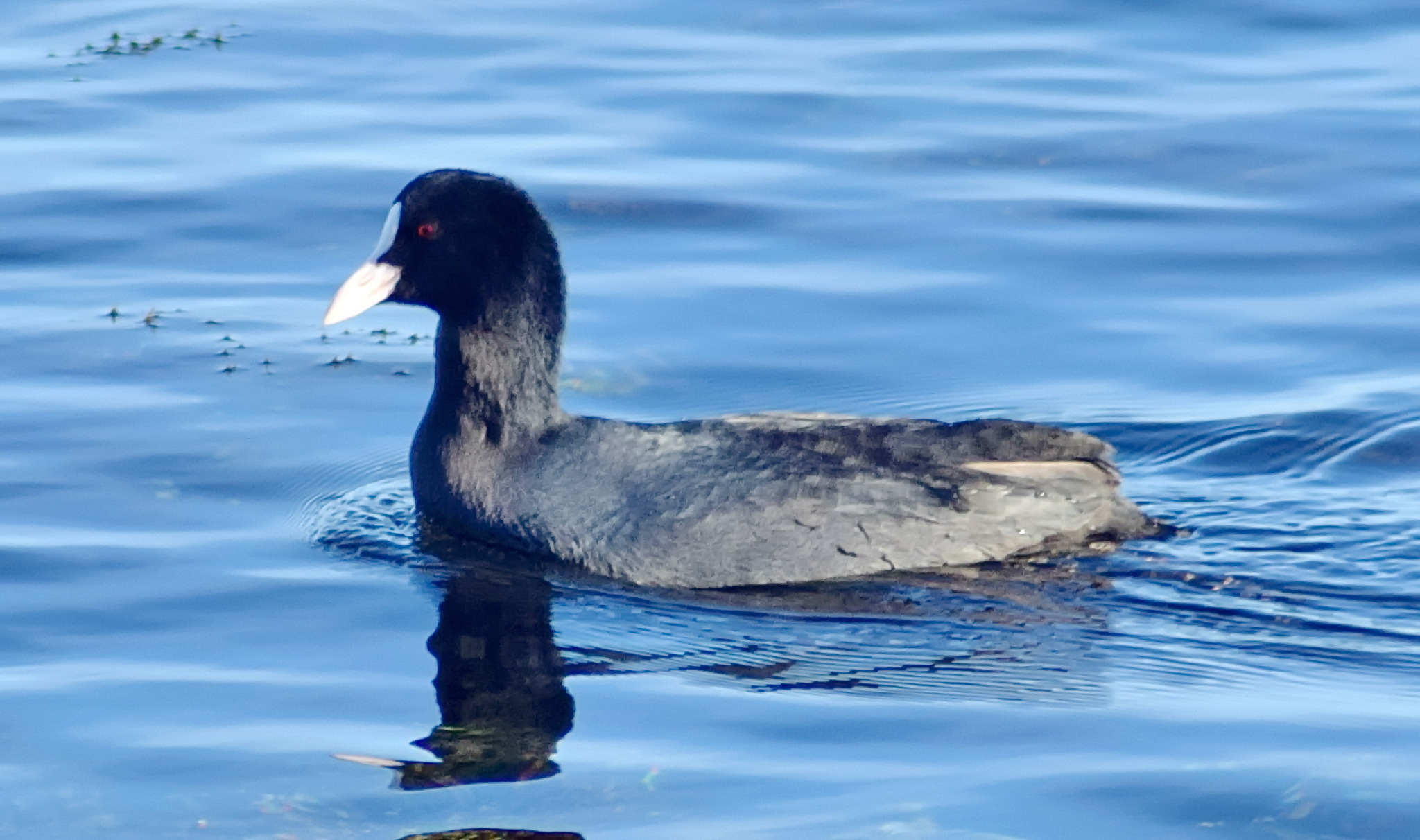Fulica atra Linnaeus, 1758