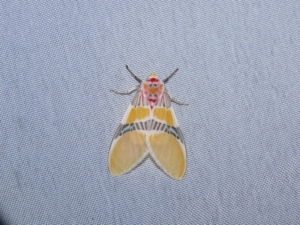 Idalus herois from Los Tucanes, RN, Gachantivá, Boyacá, Colombia on ...