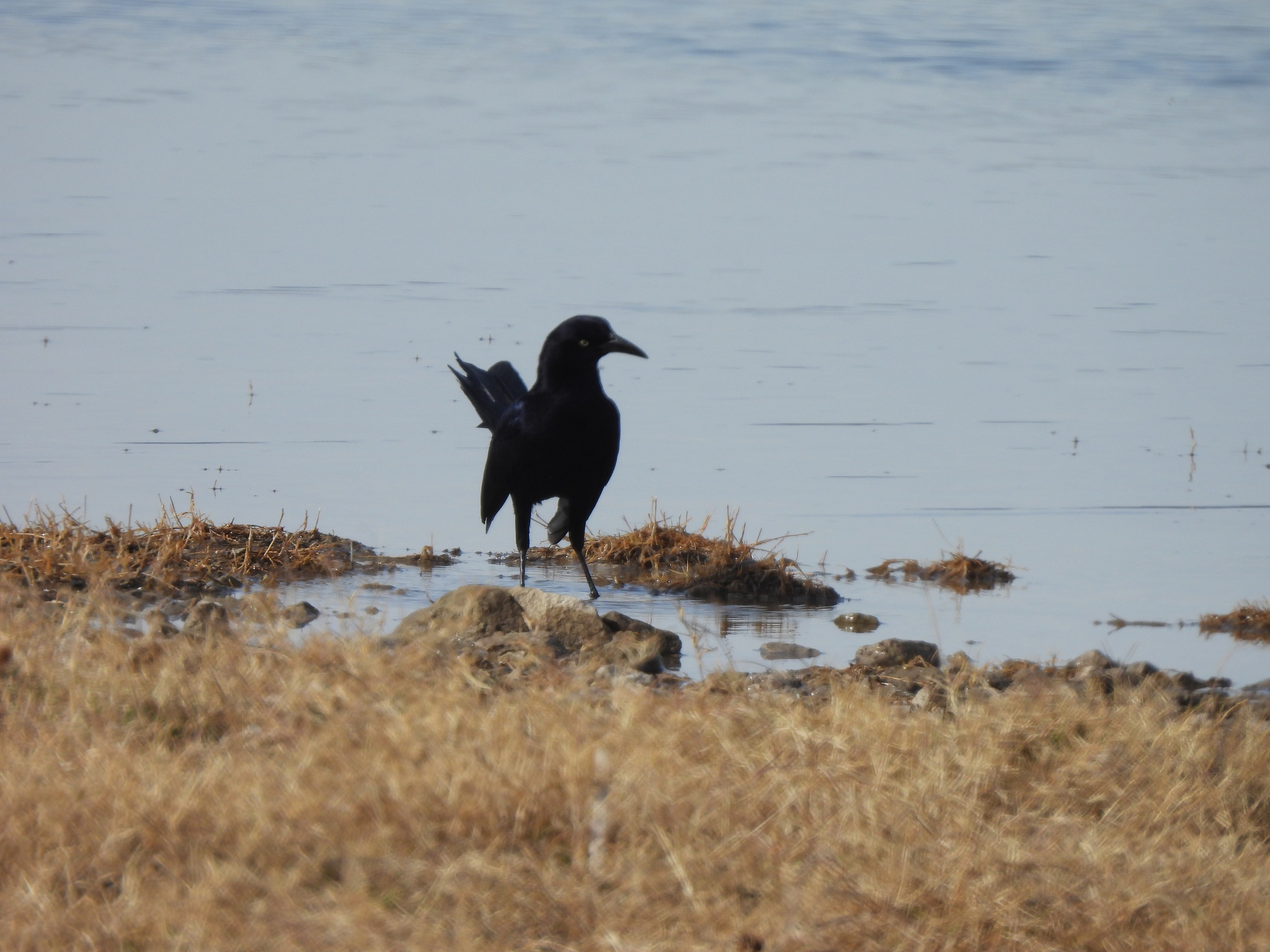 Quiscalus mexicanus (Gmelin, 1788)