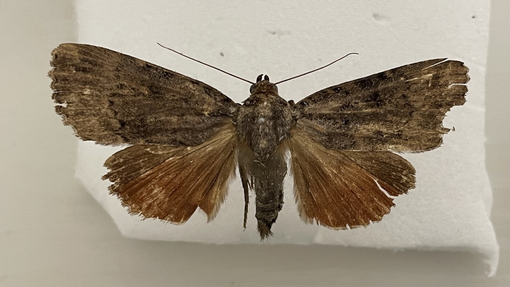 Eurasian Copper Underwing from 定光寺, 春日井市, 愛知県, JP on December 10, 2022 ...