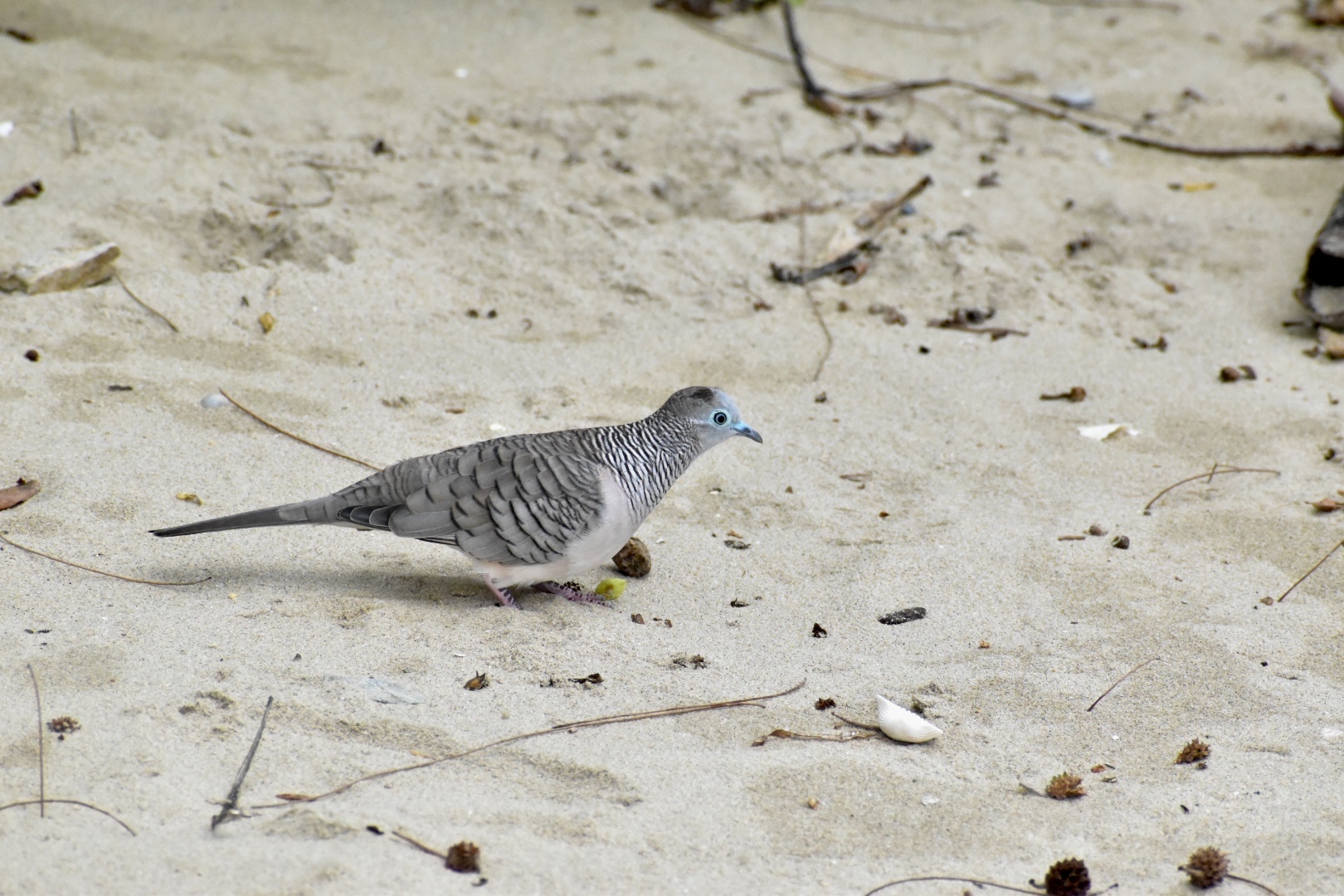 Geopelia placida Gould, 1844