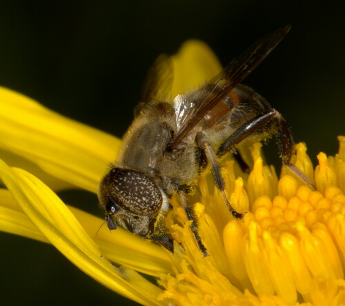 Eristalinus haplops · iNaturalist Mexico