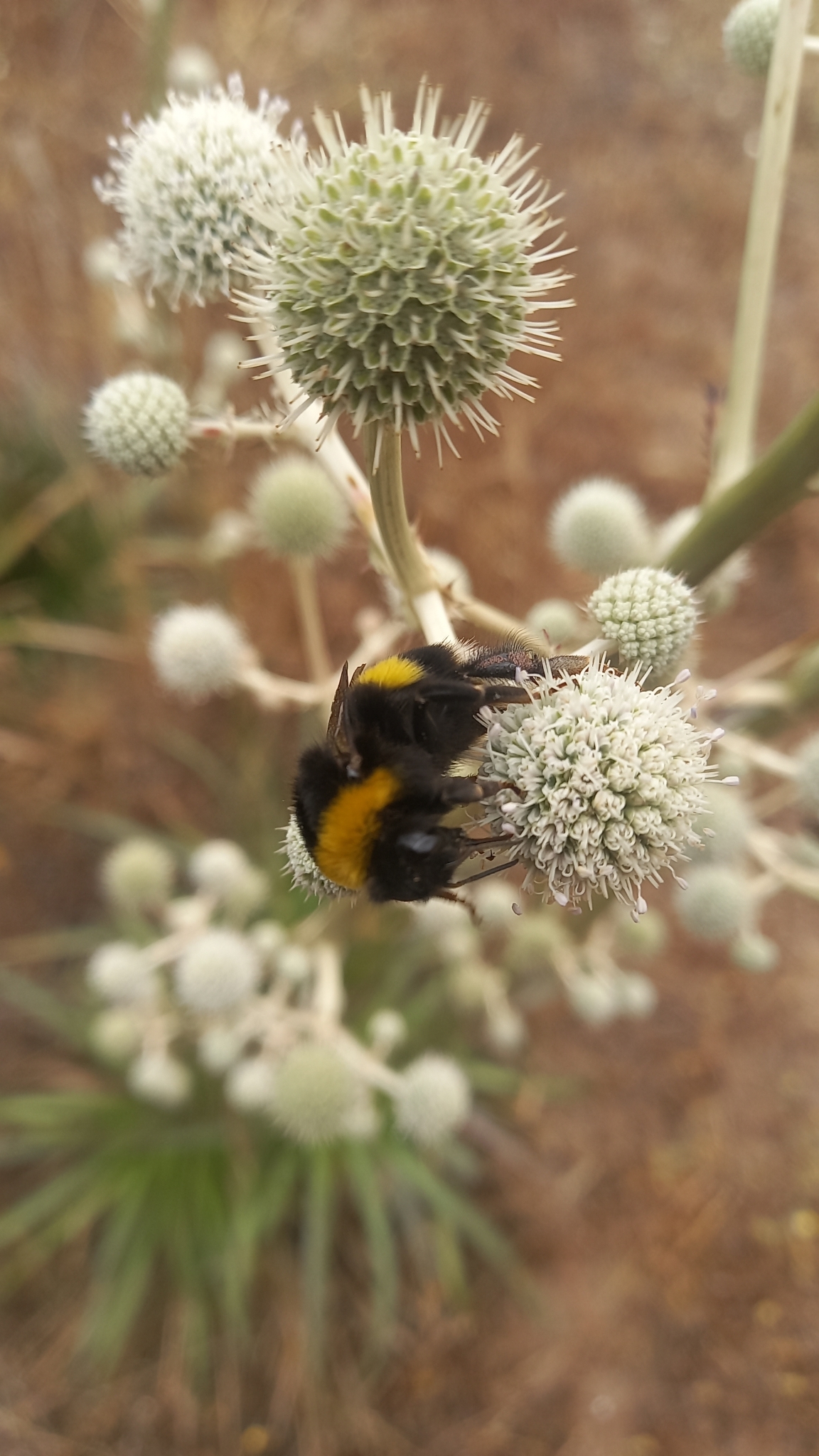 Bombus terrestris (Linnaeus, 1758)