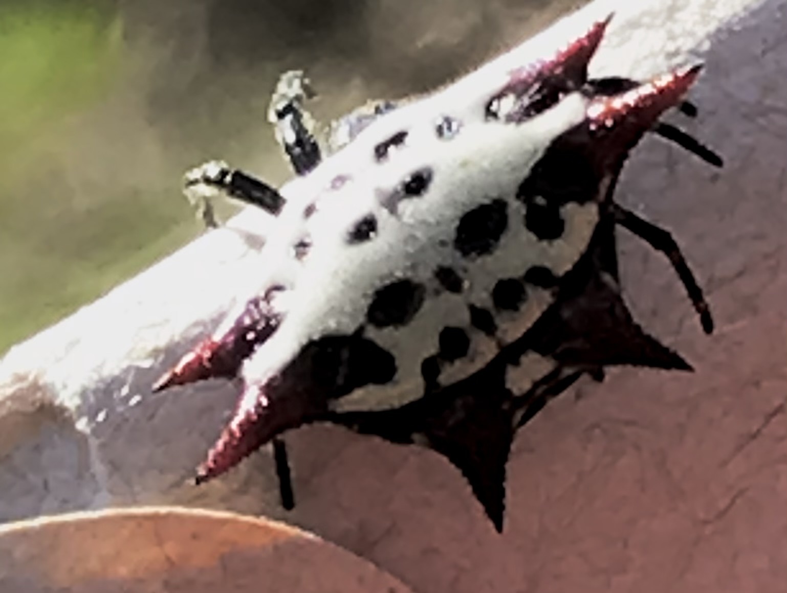 Gasteracantha cancriformis (Linnaeus, 1758)